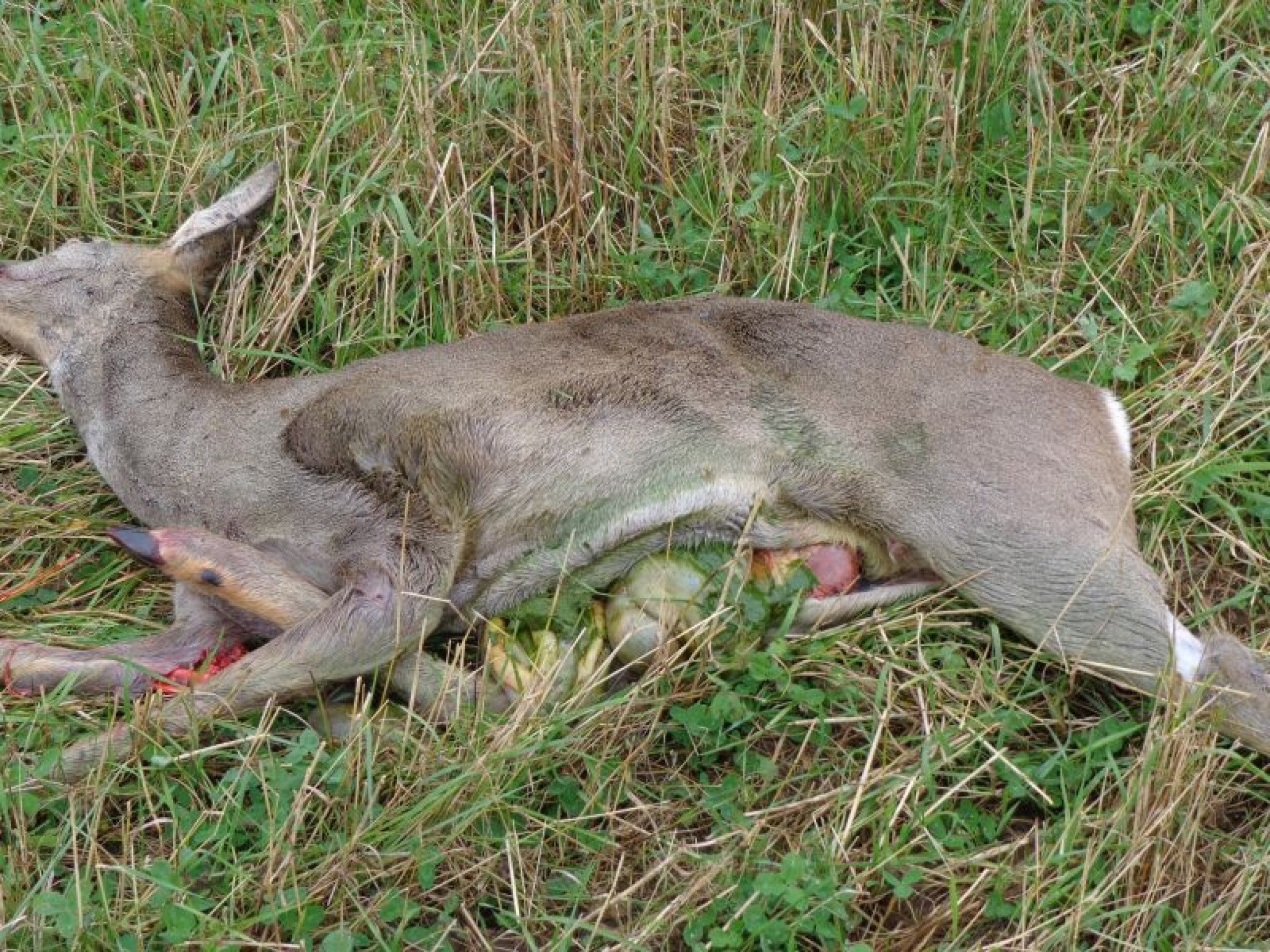Aculiecinieka foto: Blomes pagastā suņi klaiņo un plosa stirnu ...