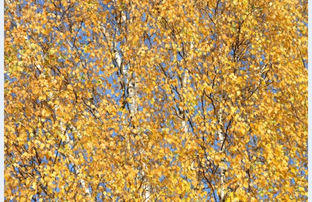 Sākas astronomiskais rudens - ZiemelLatvija.lv